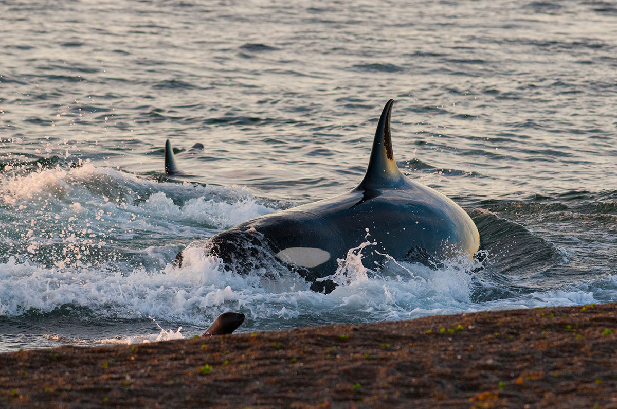 Intentional stranding: orcas’ unique hunting strategy - South Quest ...