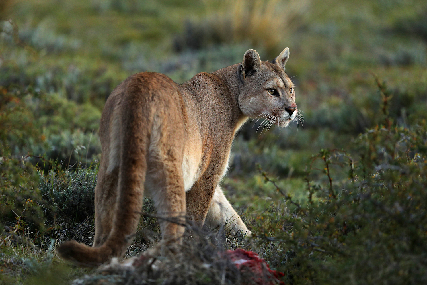What Do Patagonian Pumas Eat? - South Quest - Luxury tailor-made journeys