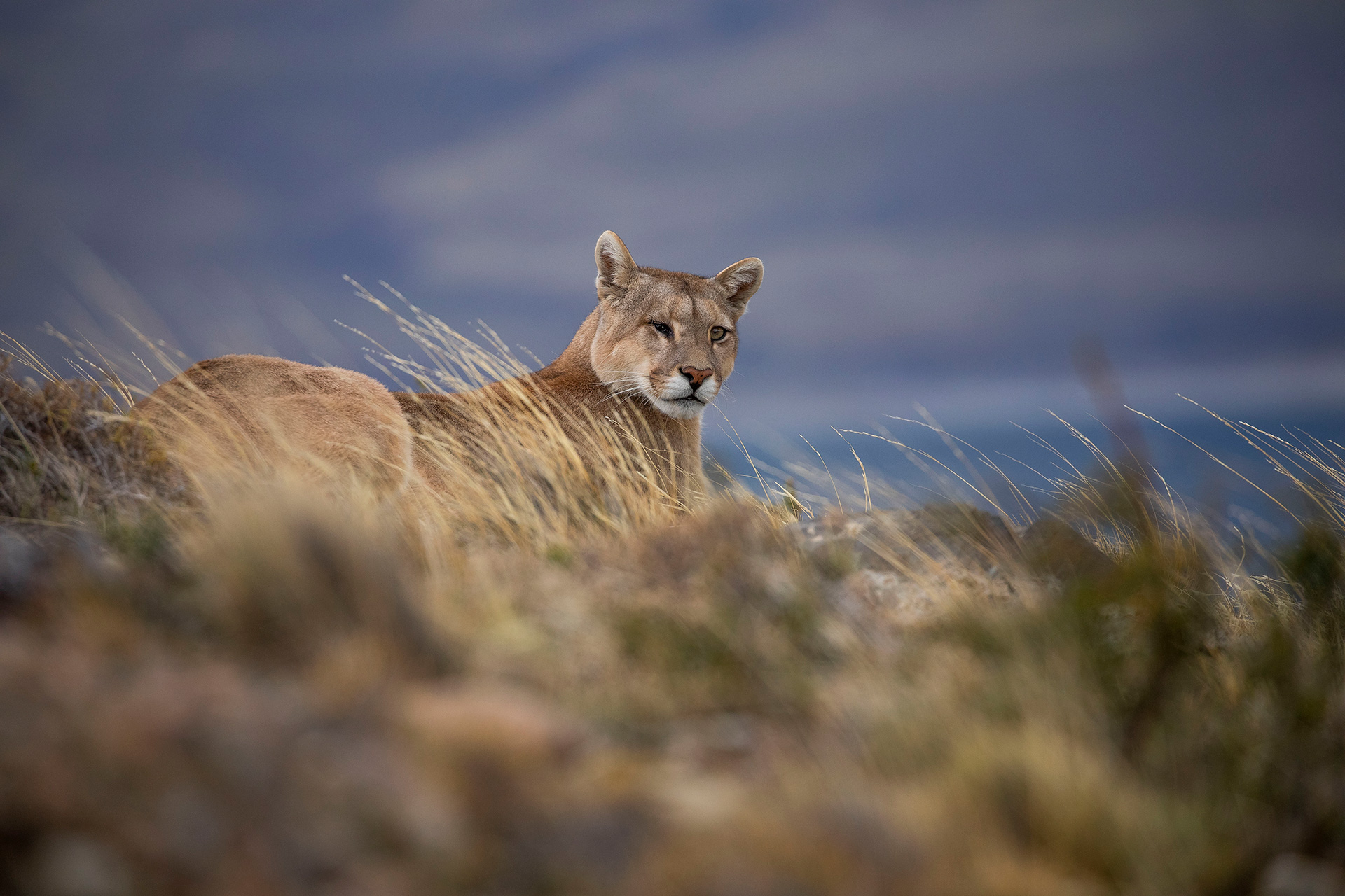5 Facts about the elusive Patagonian Pumas - South Quest - Luxury ...